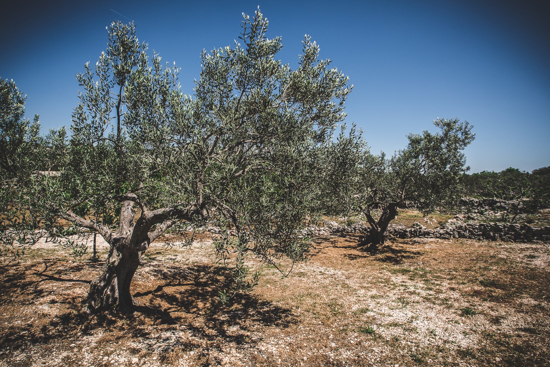 History of the Oil – Petrvs Olive Co.