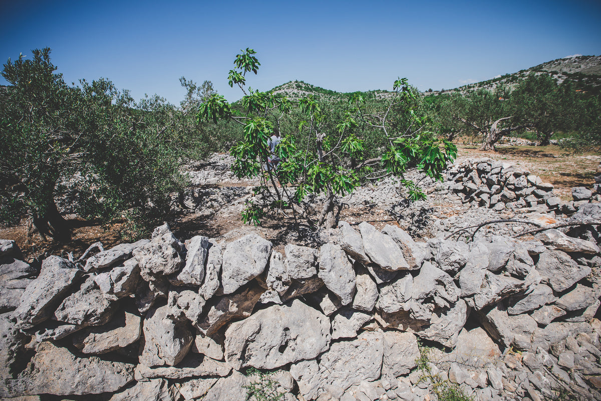Our Ranch – Petrvs Olive Co.